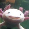 the-smiling-axolotl - Sketchfab