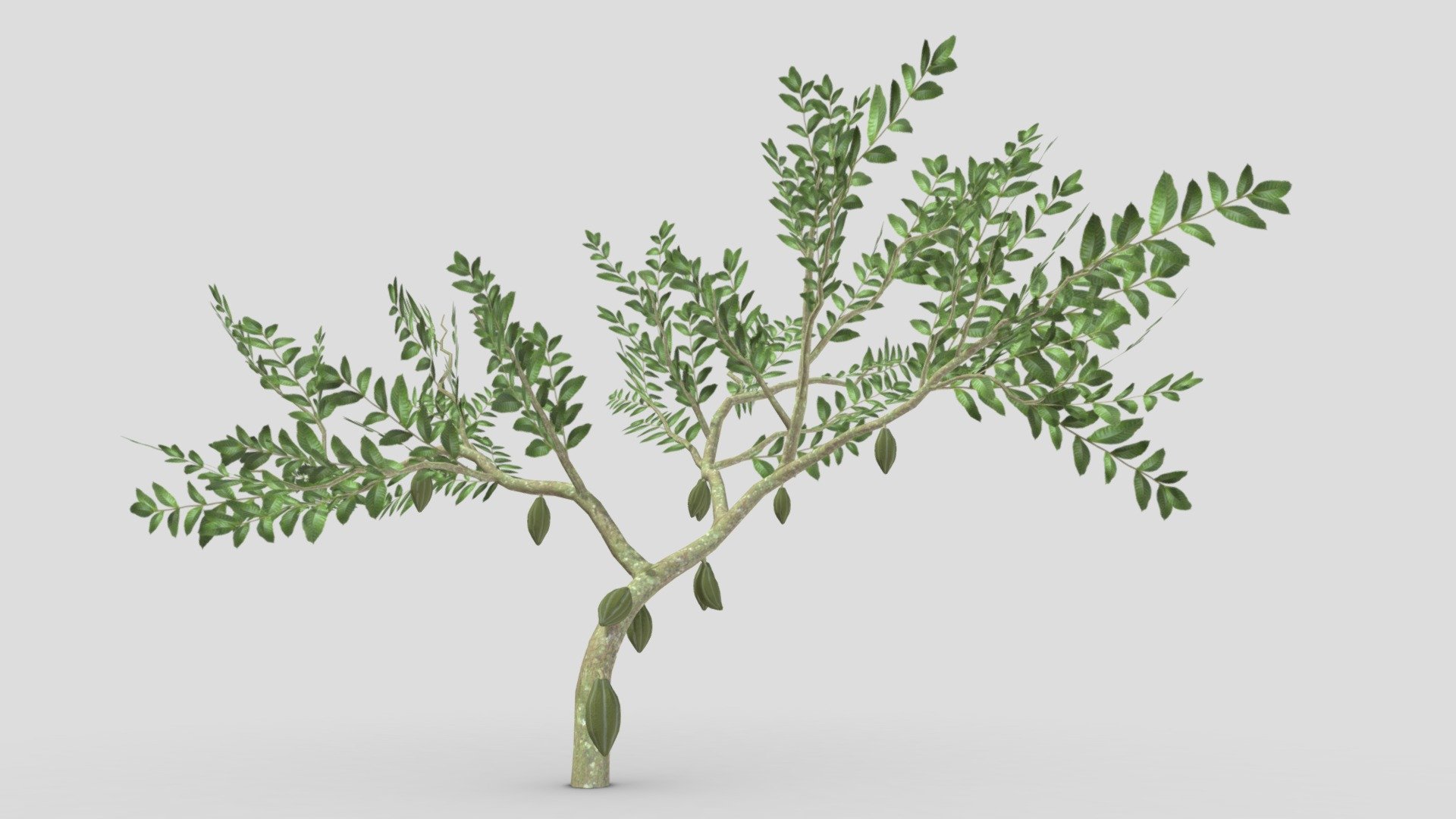 Cacao Tree(Green Fruit)- 02 - Buy Royalty Free 3D model by ASMA3D ...