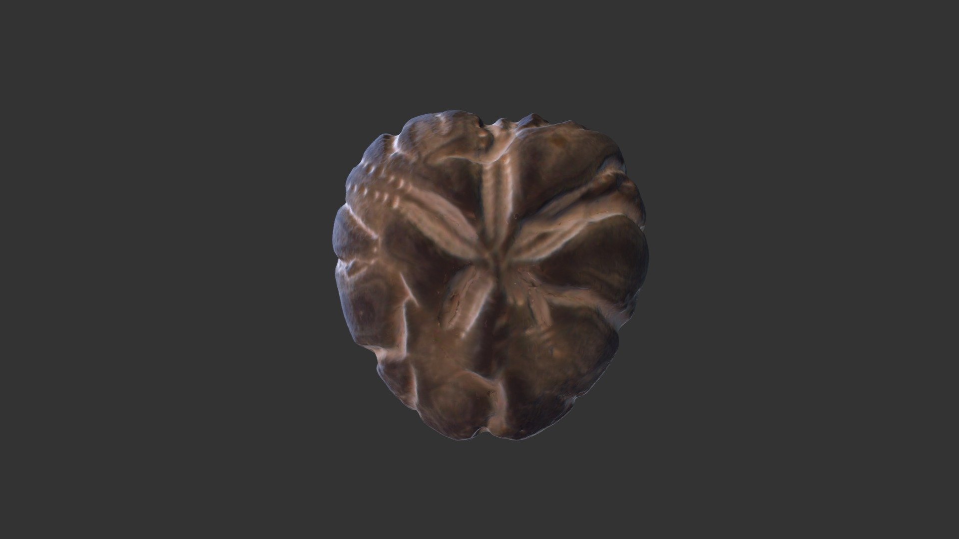 Micraster - 3D model by svtlyceepasteur [00028f3] - Sketchfab