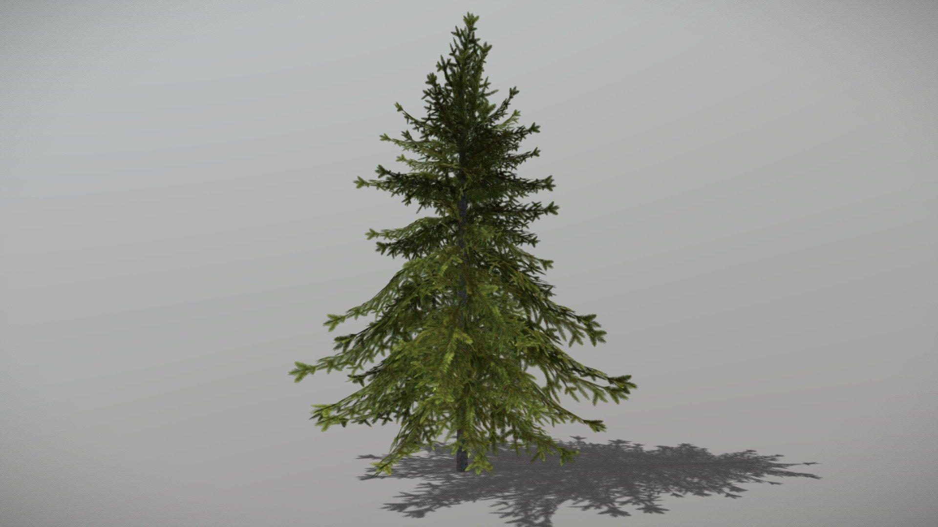 Fir 2 (Animated Tree) - Buy Royalty Free 3D model by bsp [0003ff2 ...