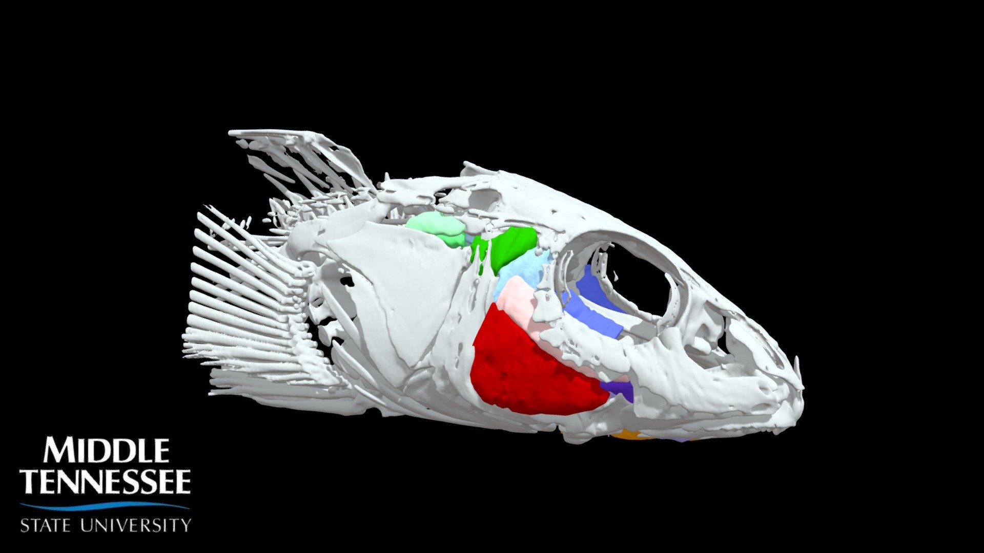 Asprete - Romanichthys valsanicola - 3D model by MTSUichthyology ...