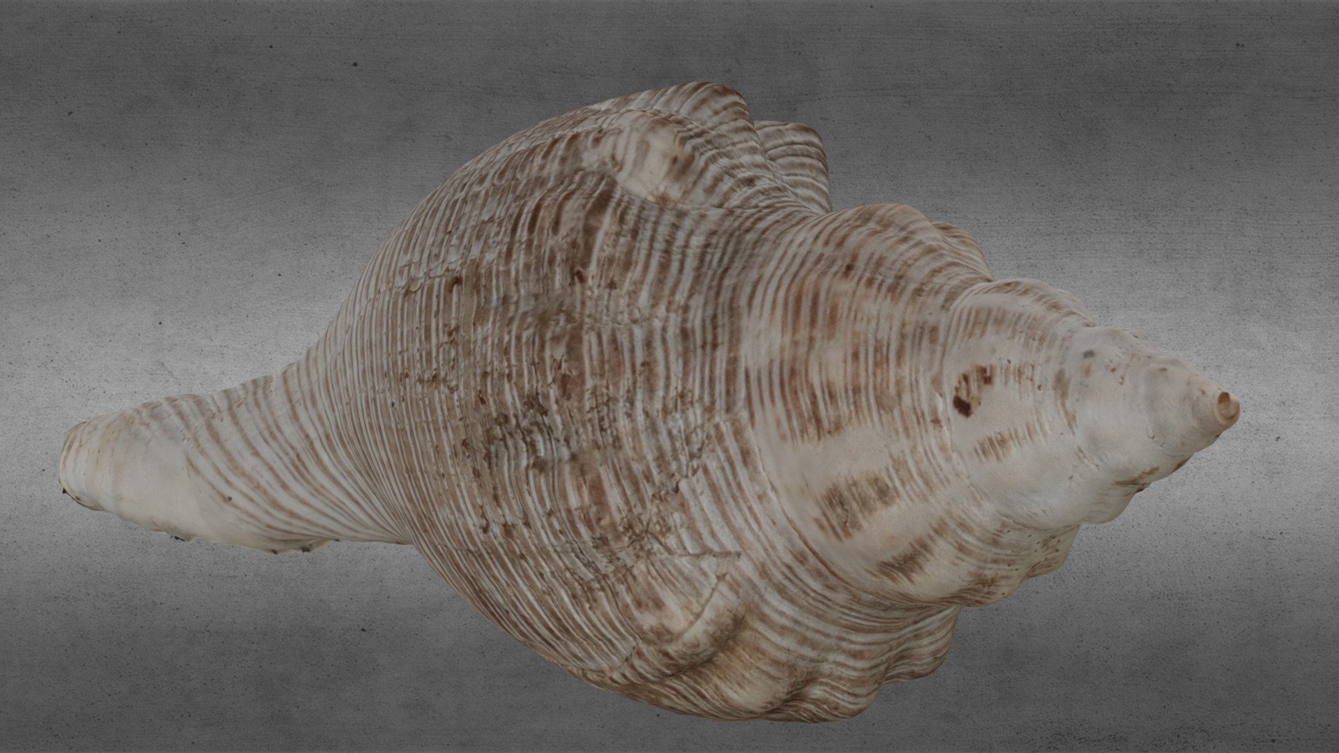 Sea snail shell - 3D model by Babak (@babak.sh) [000bf51] - Sketchfab