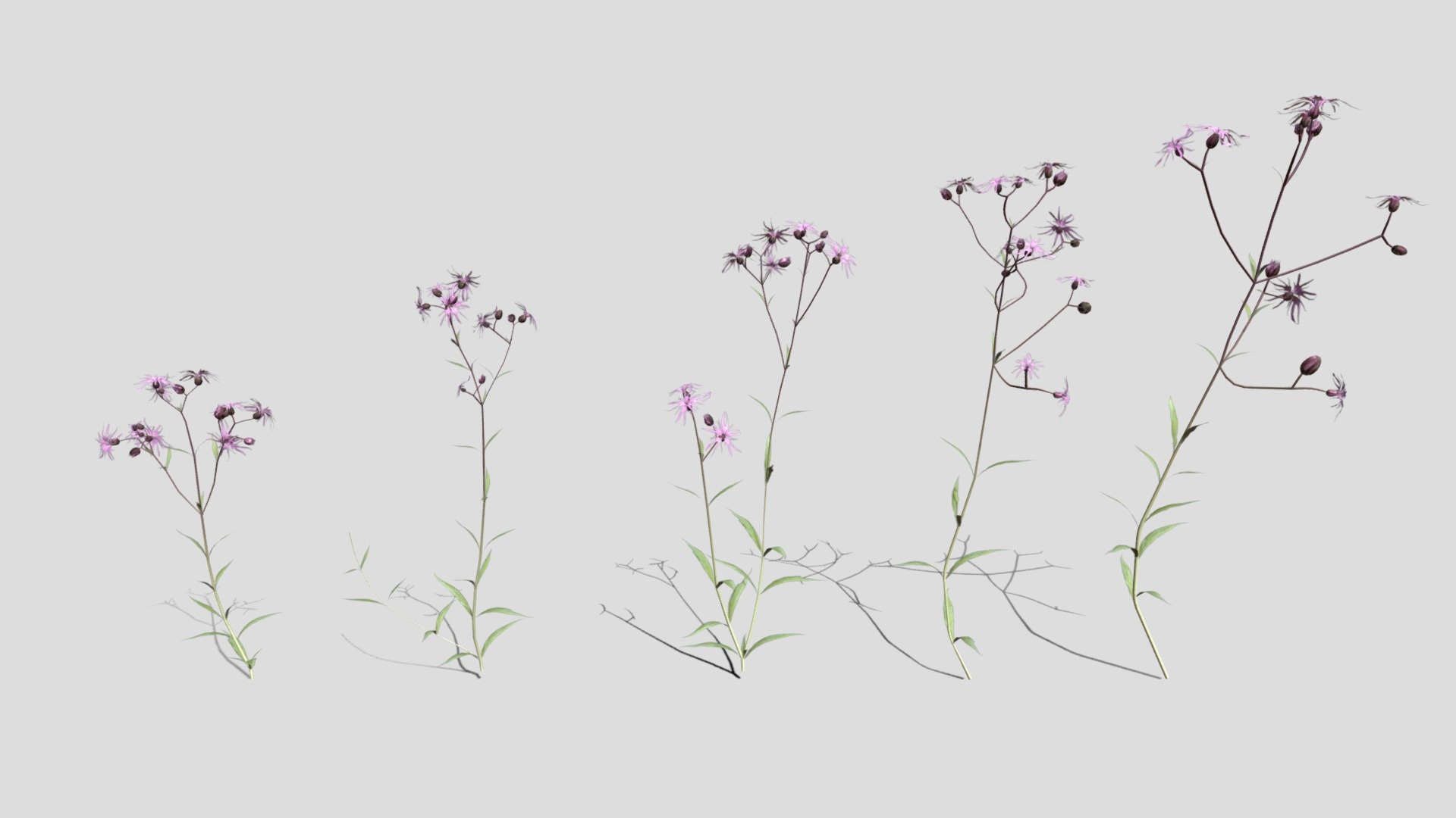 Ragged Robin Pack - Buy Royalty Free 3D model by kambur [00123ab ...