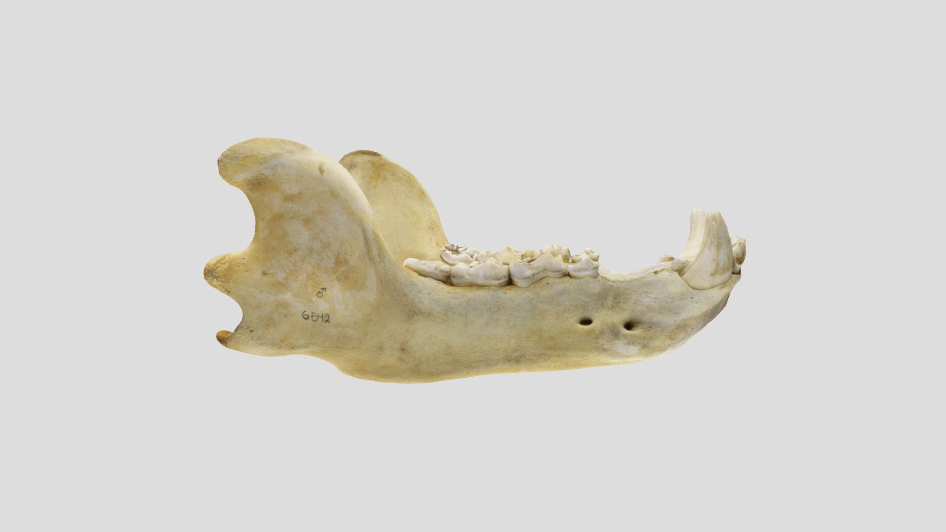 UWYMV:Mamm:6542, Ursus arctos, Mandible - Download Free 3D model by ...