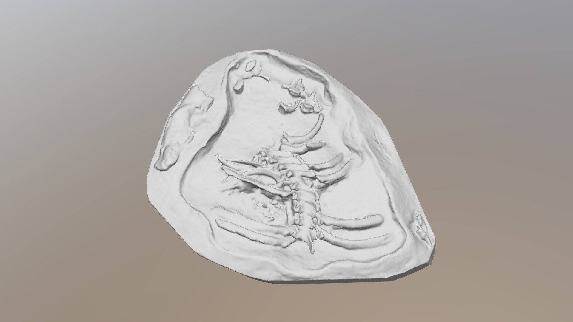 Paramylodon Skeleton (VCU_3D_3944) - 3D model by Virtual Curation Lab ...