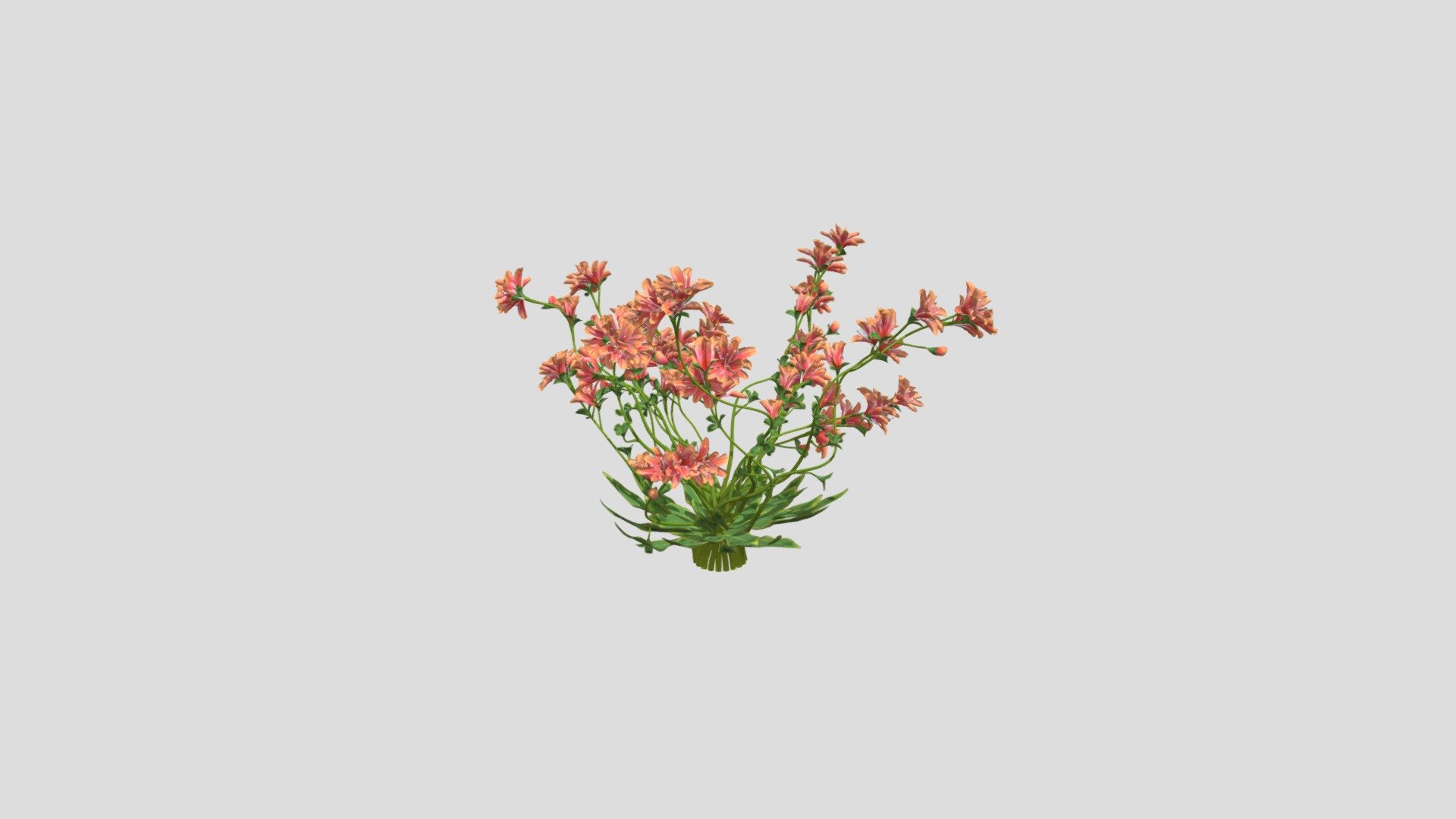 Lewisia longipetala 17 AM214 Archmodel - Buy Royalty Free 3D model by ...