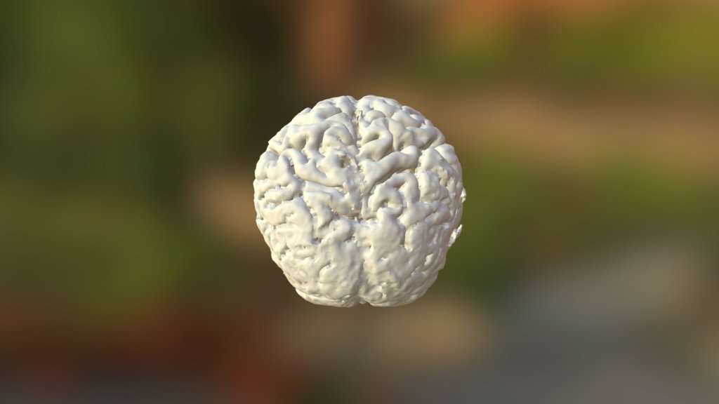 Brain - 3D model by yetanotheruser [00235dd] - Sketchfab