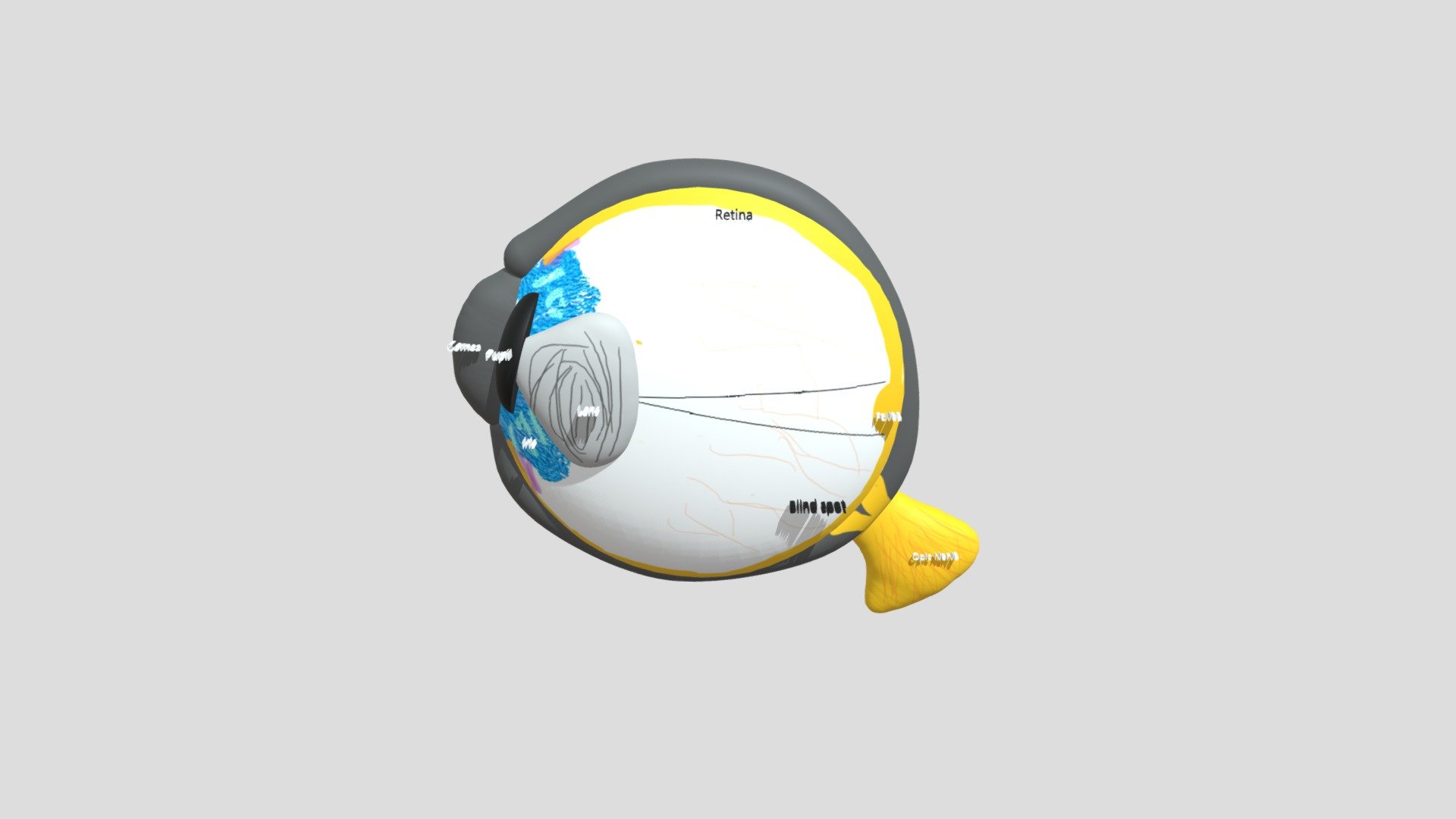 Eye Model - 3D model by Andrew W (@Doc_render) [0025de1] - Sketchfab