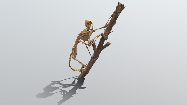 Monkey 3D models - Sketchfab