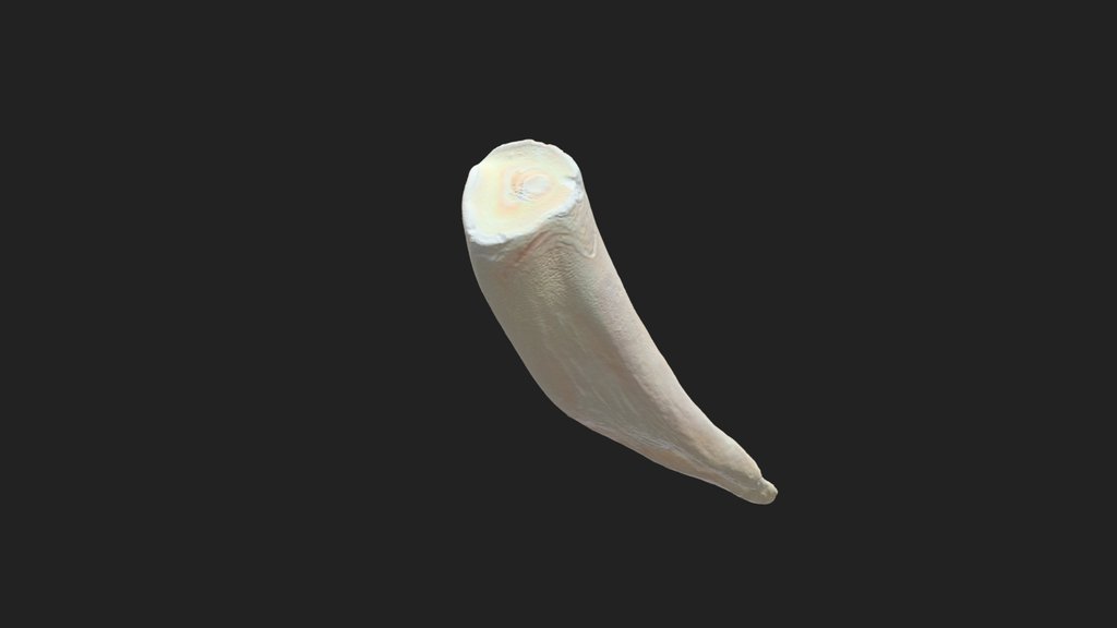 Teeth equidae - A 3D model collection by vetanatMunich - Sketchfab