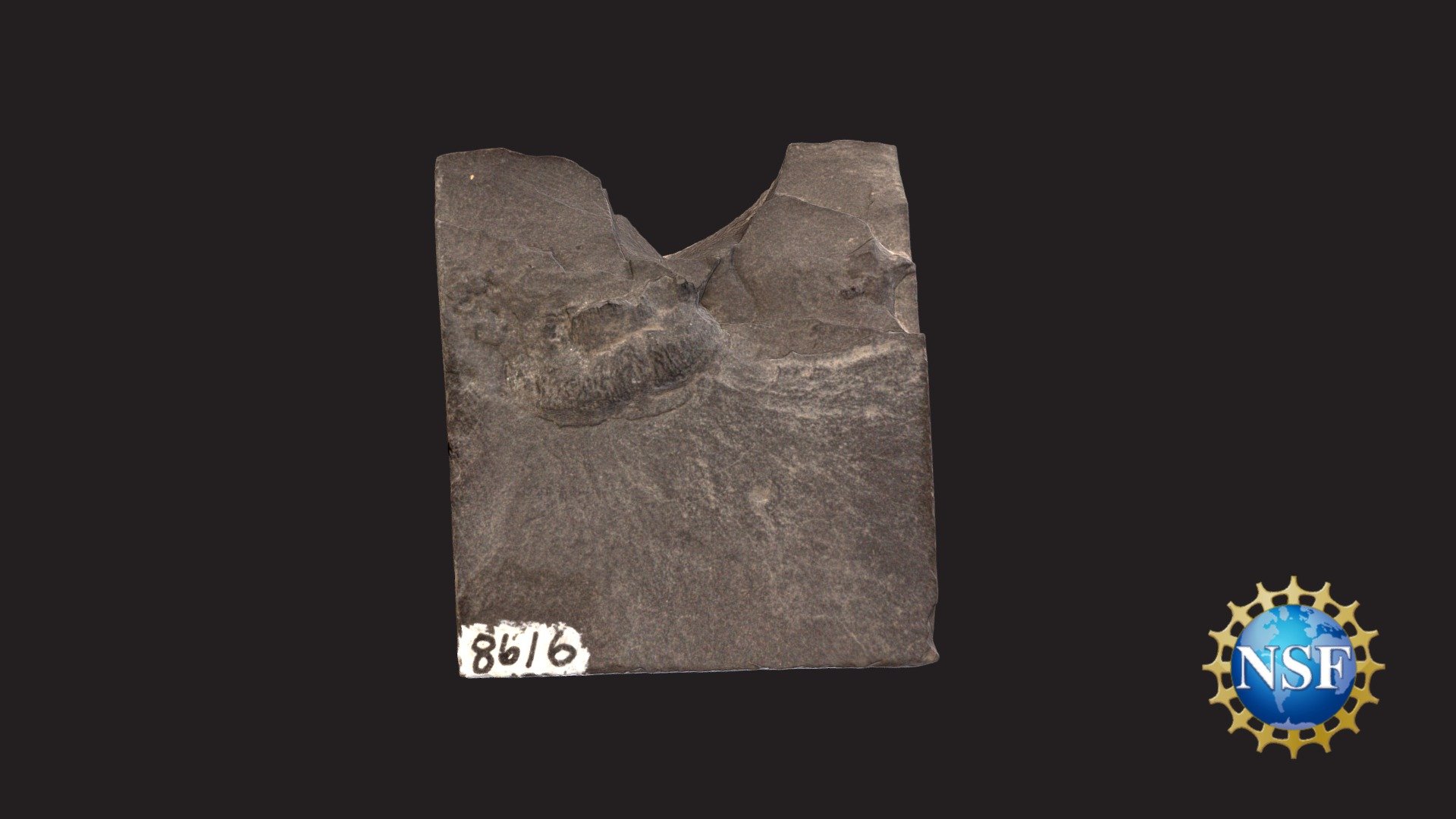 CMNH 8616, Cladodont tooth - 3D model by Cleveland Museum of Natural ...