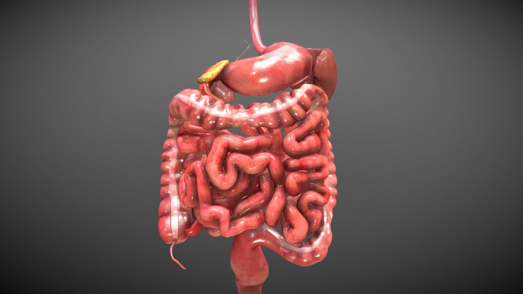 digestive system - A 3D model collection by PerkyEdu - Sketchfab