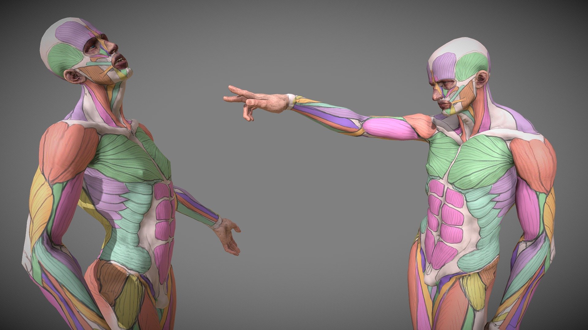 Anatomy study - 3D model by enricsant [00347f3] - Sketchfab