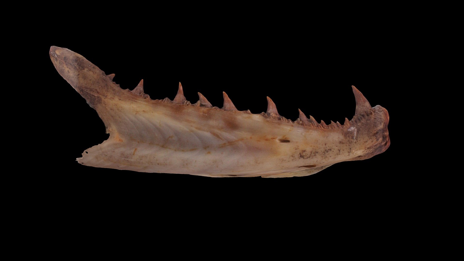 Walleye Dentary From Historic Privy - Download Free 3D model by MSU ...