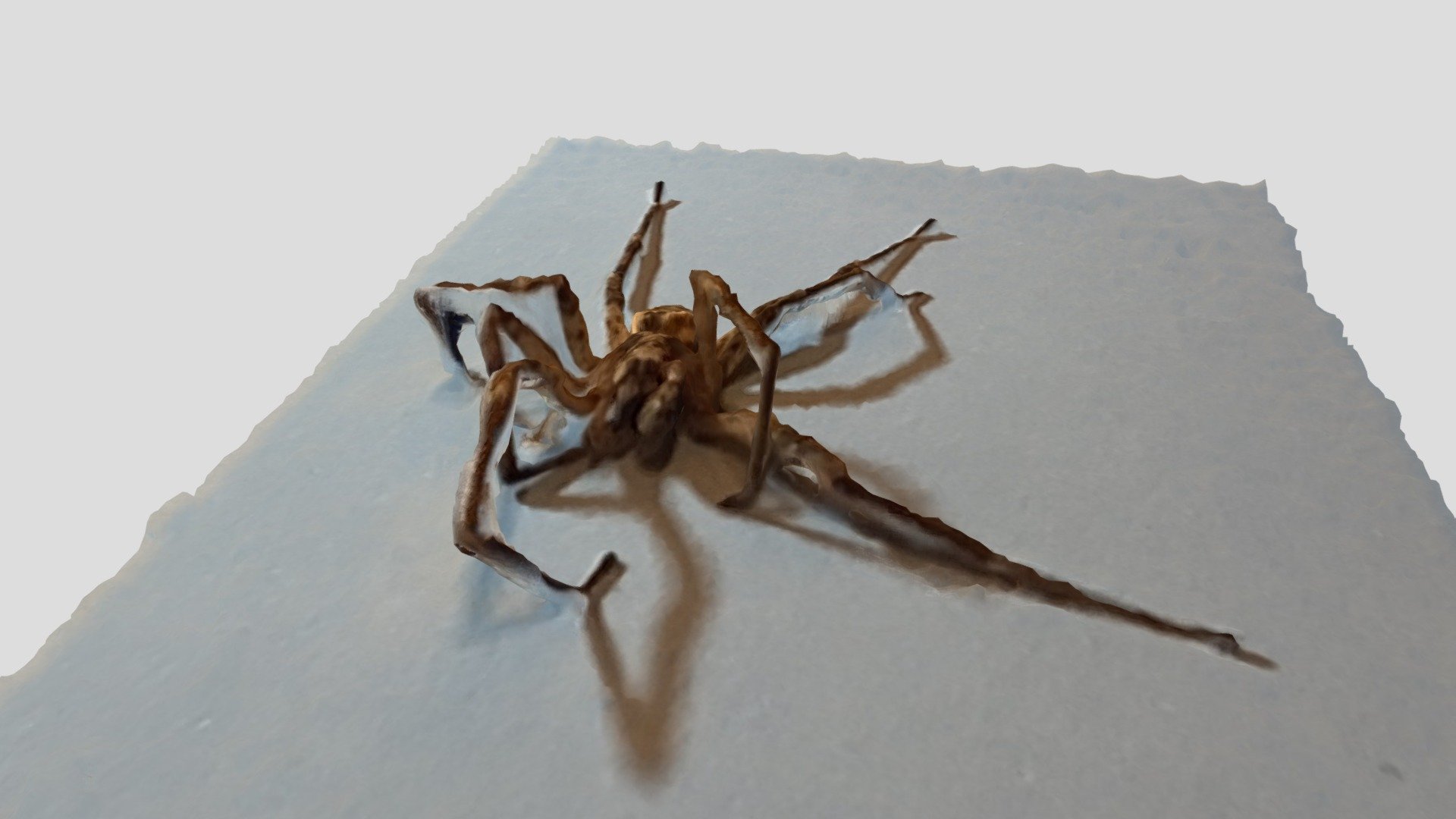 dead spider - Download Free 3D model by friscand [003771d] - Sketchfab