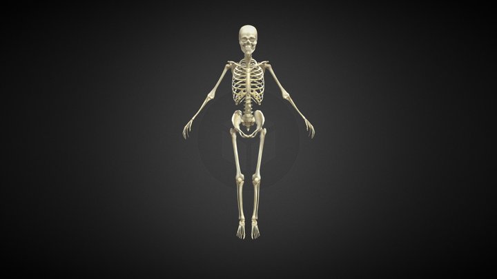 Ribcage 3D models - Sketchfab