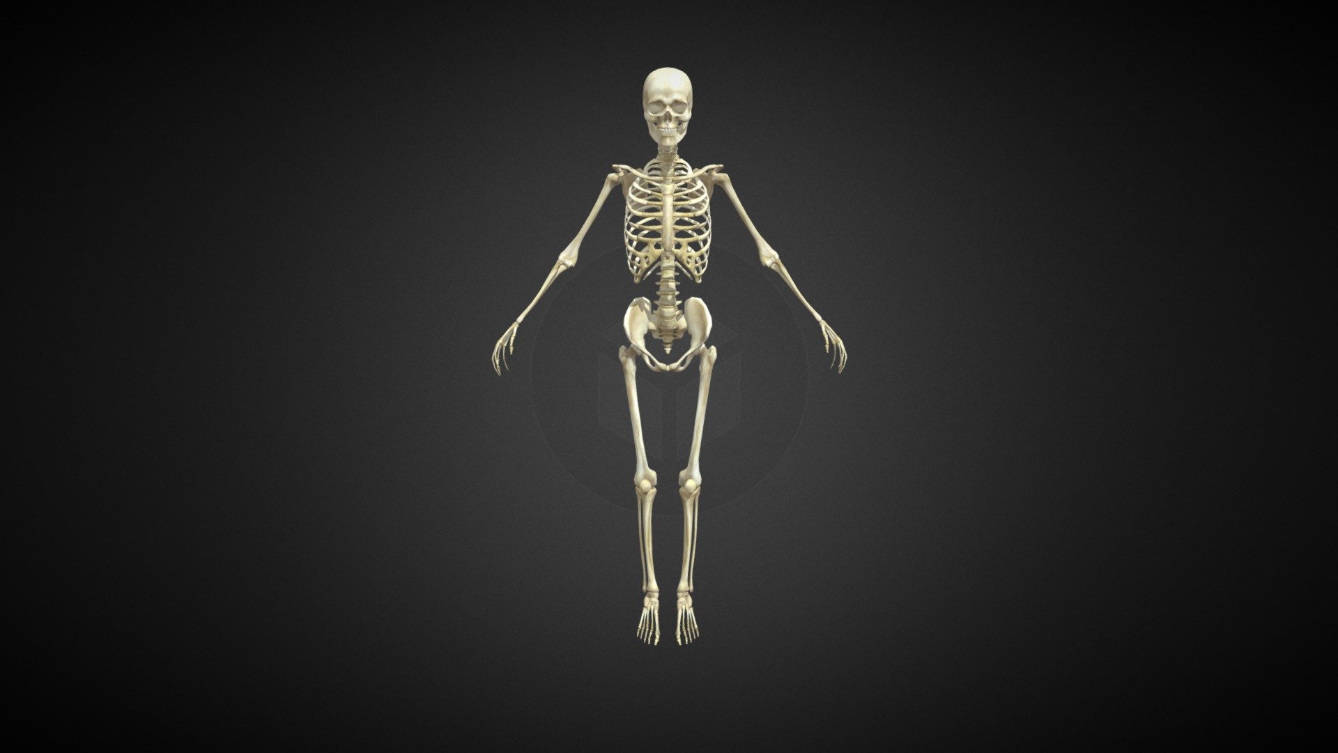 Female Skeleton - Download Free 3D model by projectkaizen (@project ...