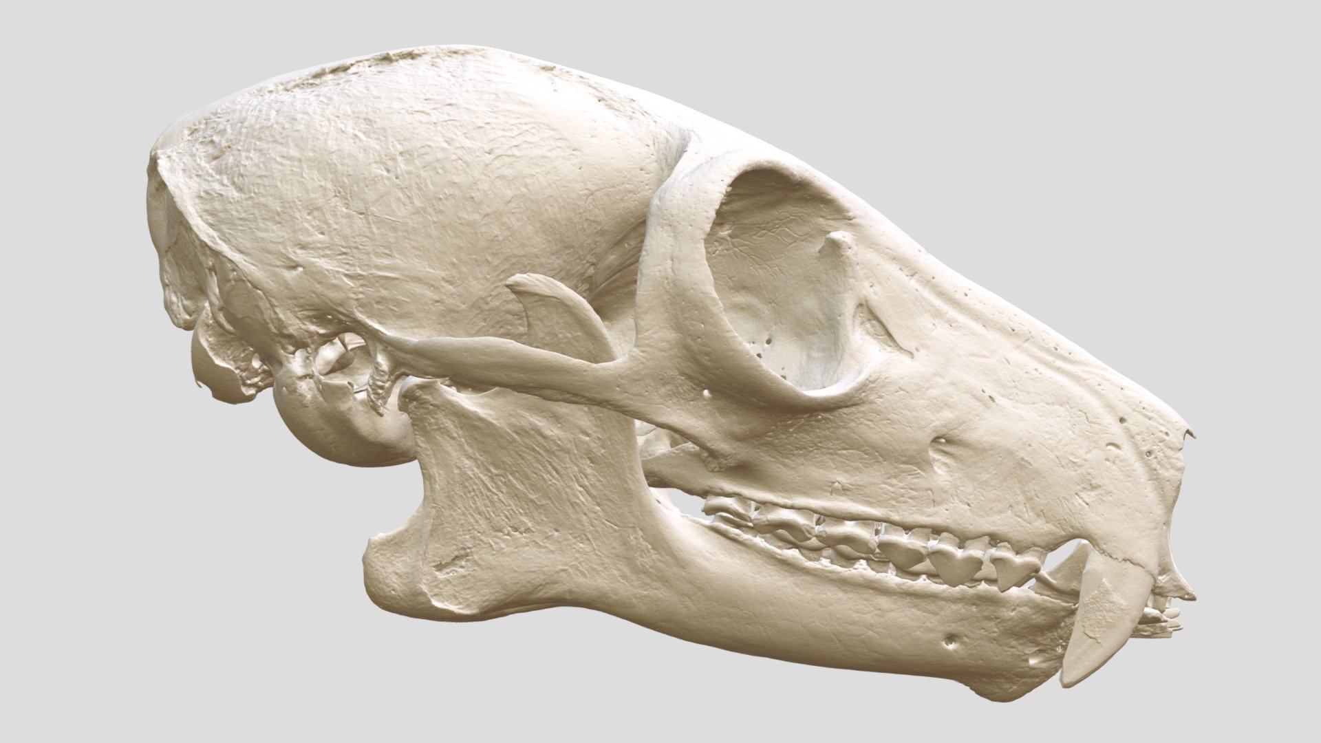 Lemur mococo (MSB:Mamm:142900) - 3D model by Biodiversity [003ade5 ...