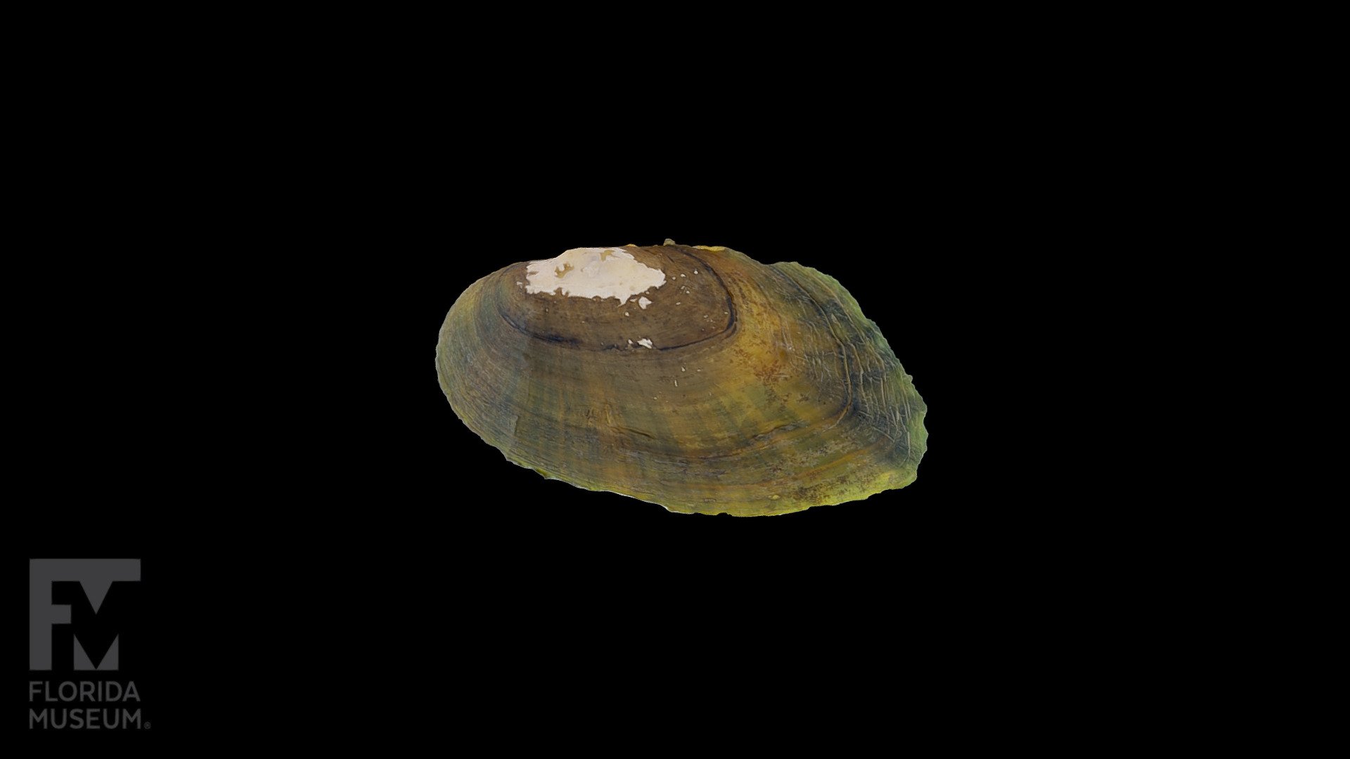 Purple bankclimber - Freshwater Mussel - 3D model by FloridaMuseum ...