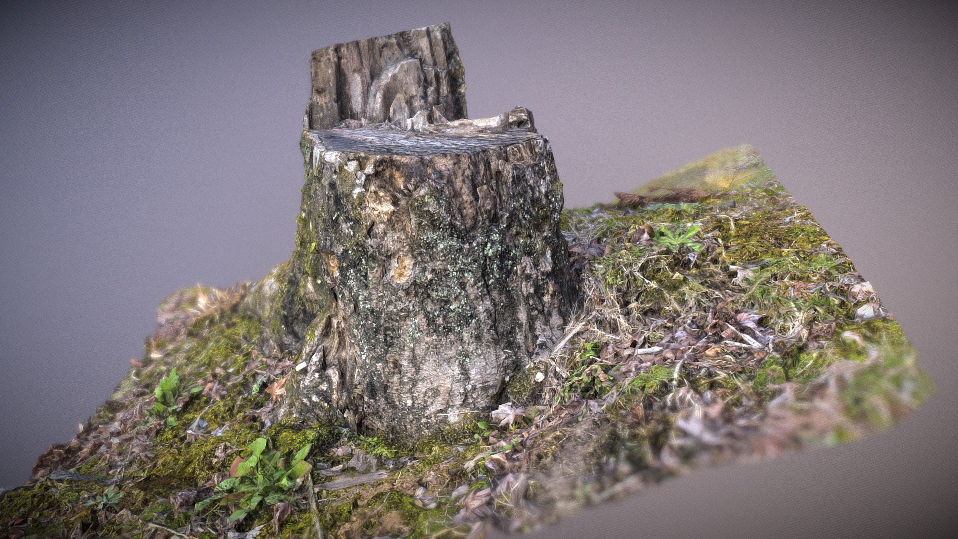 Tree stump taken at Kokeizan Eihoji Temple - 3D model by Noz'aj (@nozaj ...