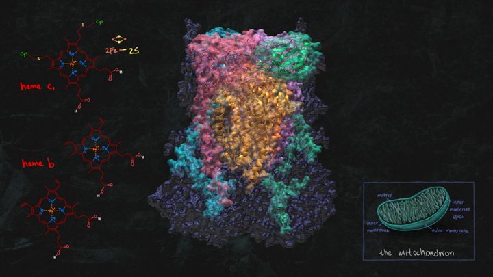 Biochemistry 3D models - Sketchfab