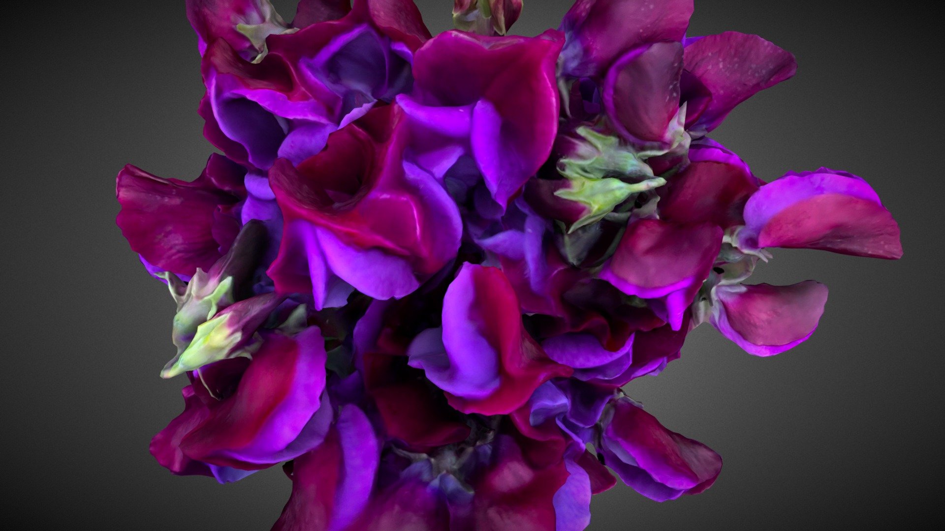 Sweet pea 2908 - Download Free 3D model by cathalmcd [0047ddf] - Sketchfab