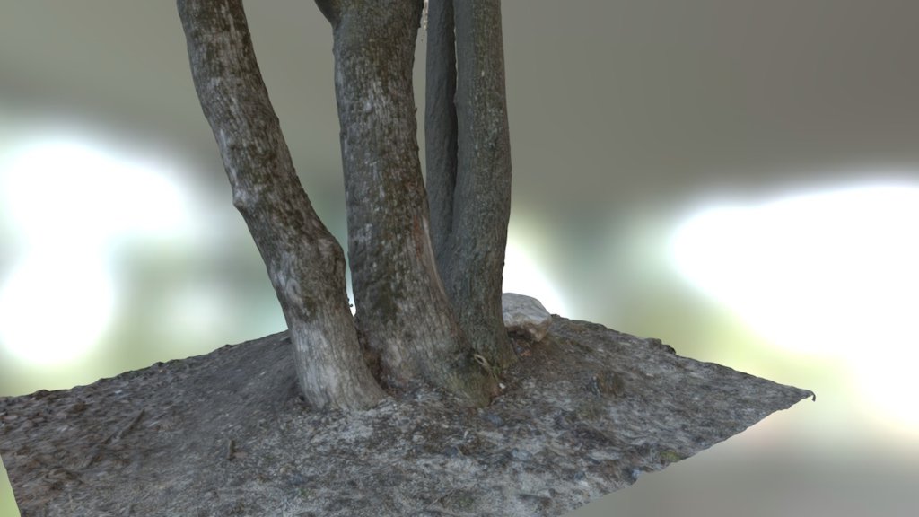 3d Model of tree created with Agisoft - 3D model by The Kala Ce ...
