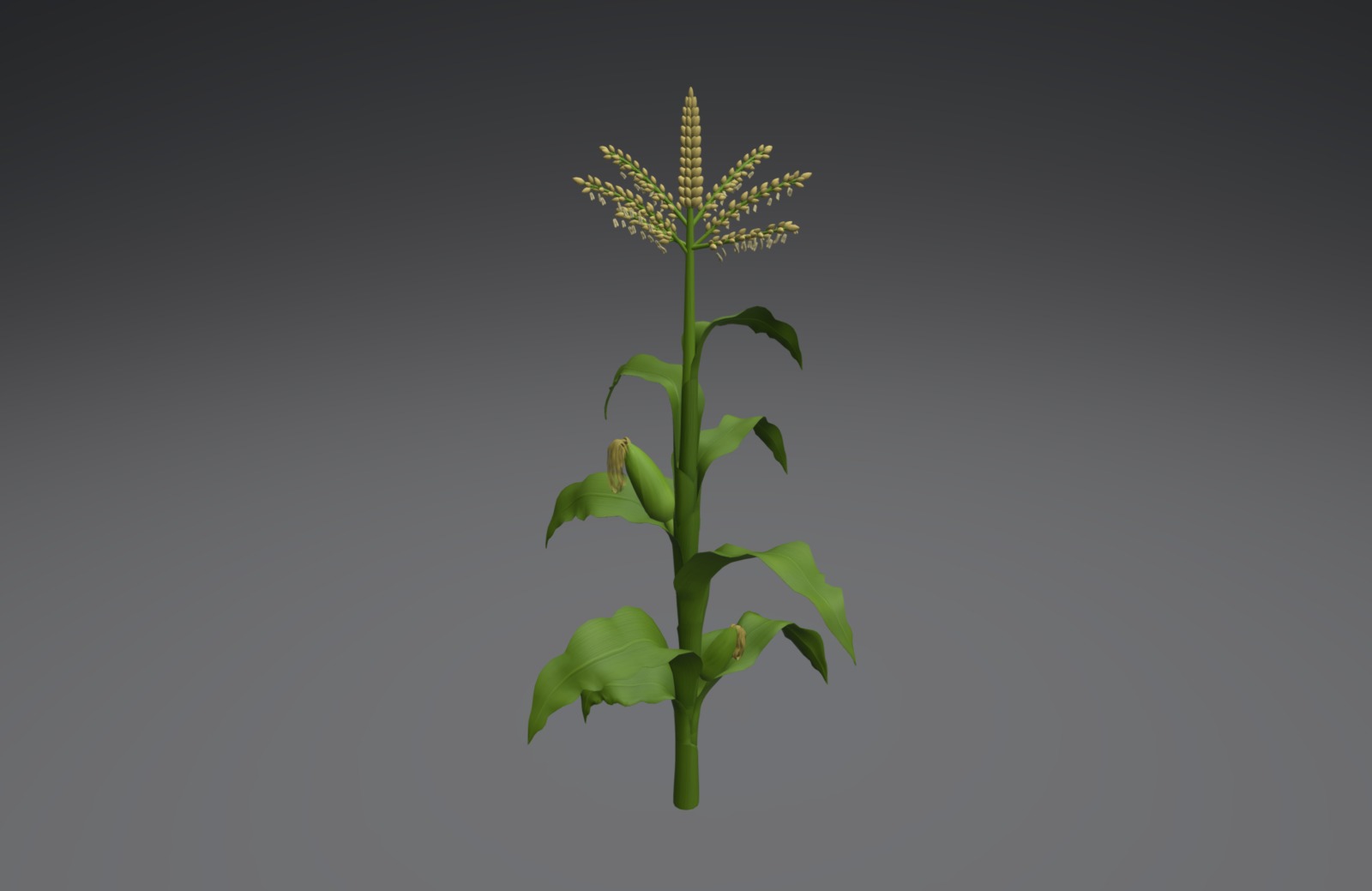 Corn plant - 3D model by Cengkerik (@backbone) [00506be] - Sketchfab