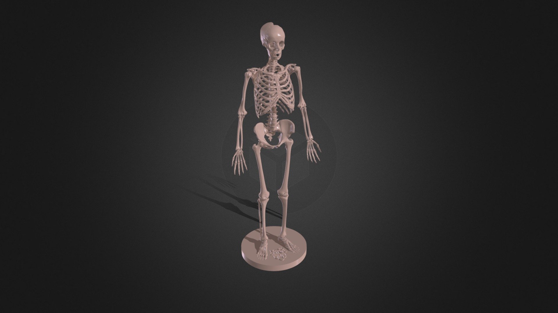 Skelly - 3D model by UConn 3D Printing Club (@uconn3dpc) [00587ce ...