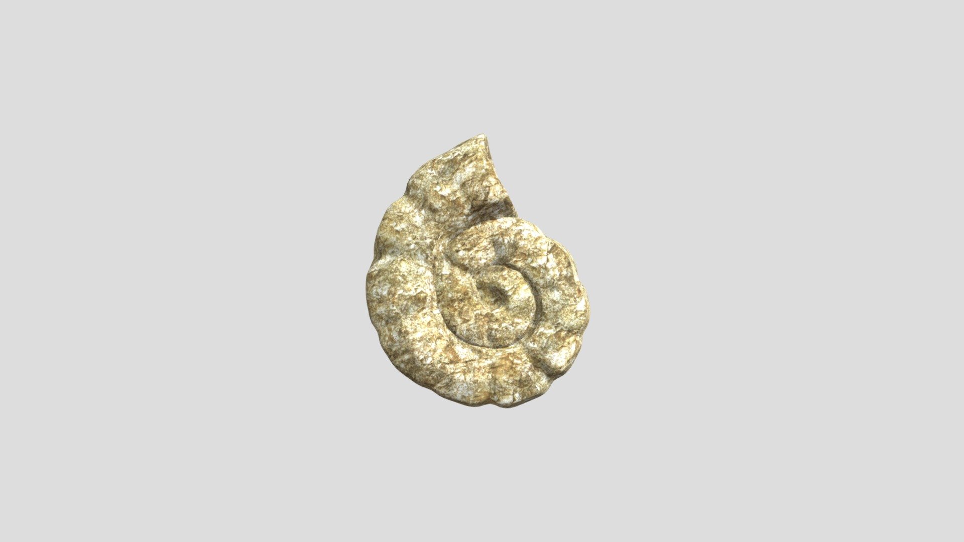 ammonite fossil - 3D model by Andymaffo [0059d4b] - Sketchfab