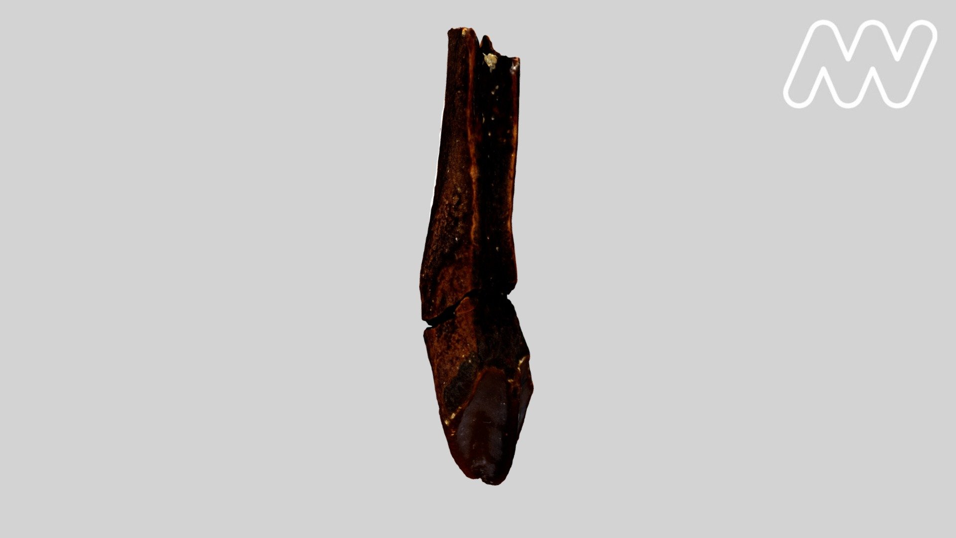 P256925 Edmontosaurus Tooth - 3D model by Museums Victoria ...