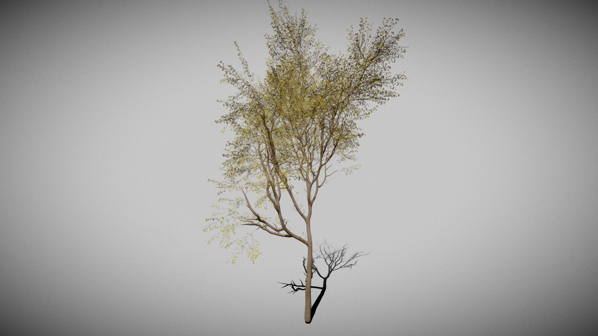 Realistic Yellow Beech Trees - Pack - Buy Royalty Free 3D model by MarioCastellanosDev [0062f3f ...