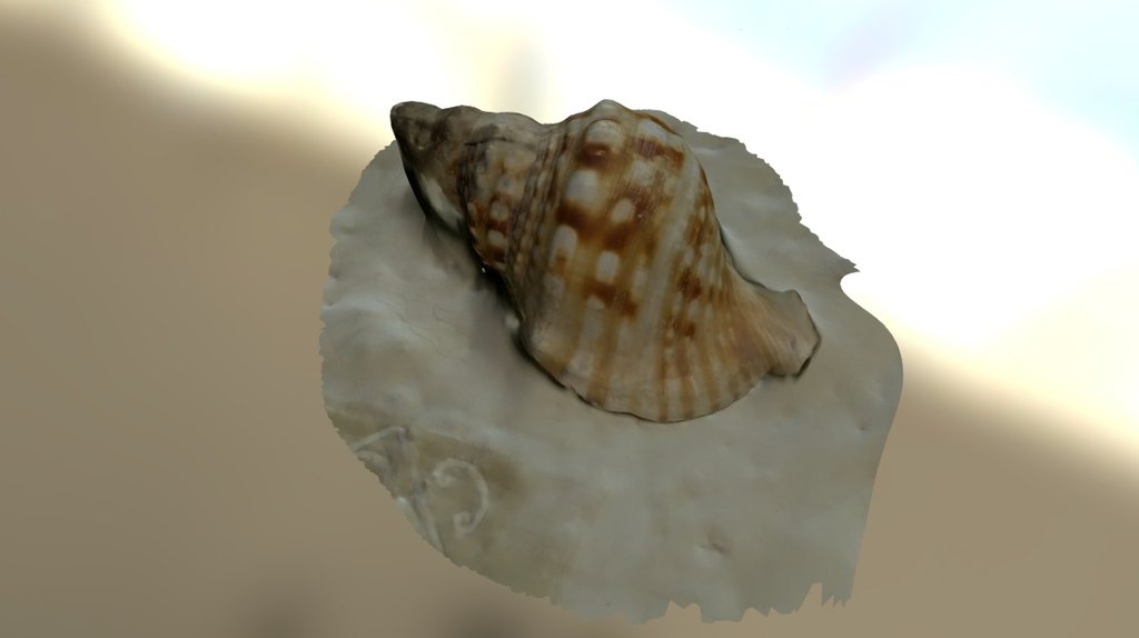 Sea shell 2 - Download Free 3D model by tonibois [00668cc] - Sketchfab