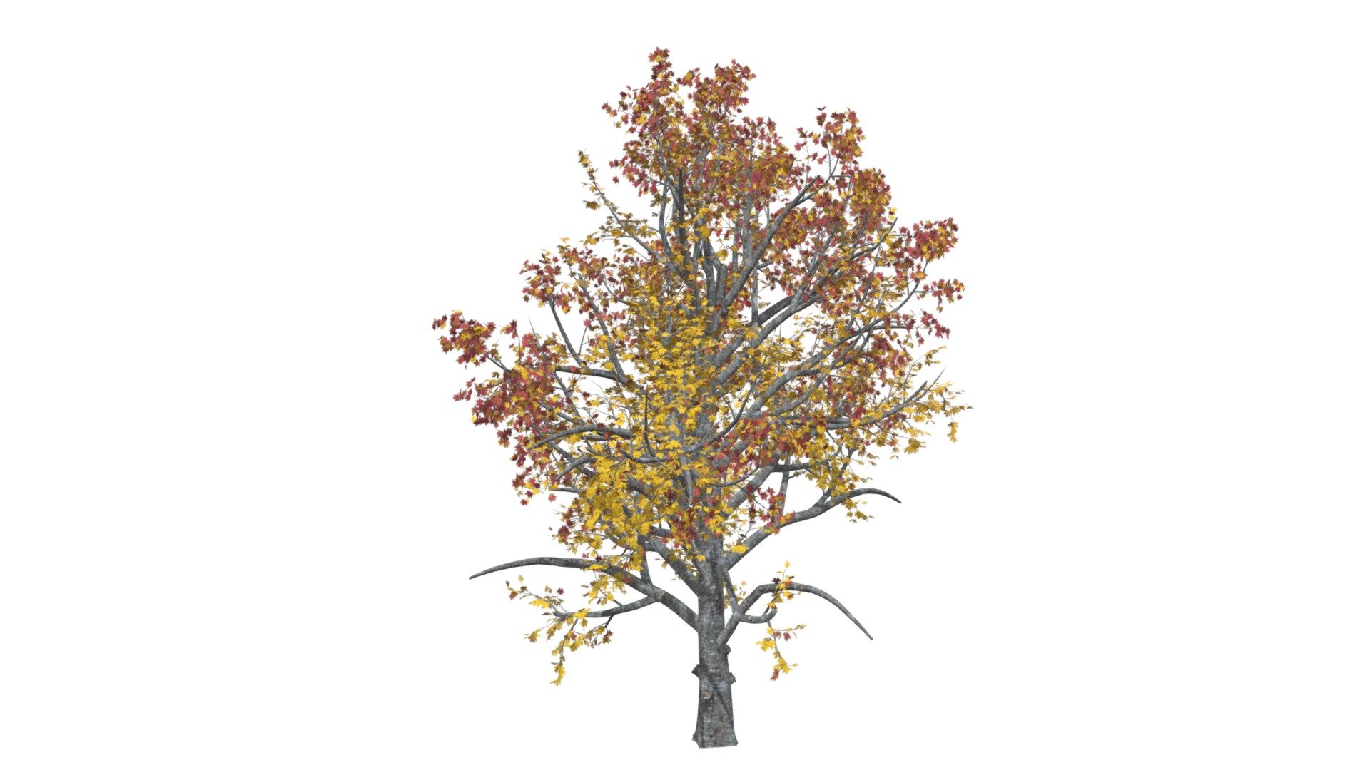 Mountain Maple Tree (Fall) #08 - Buy Royalty Free 3D model by meshshape ...