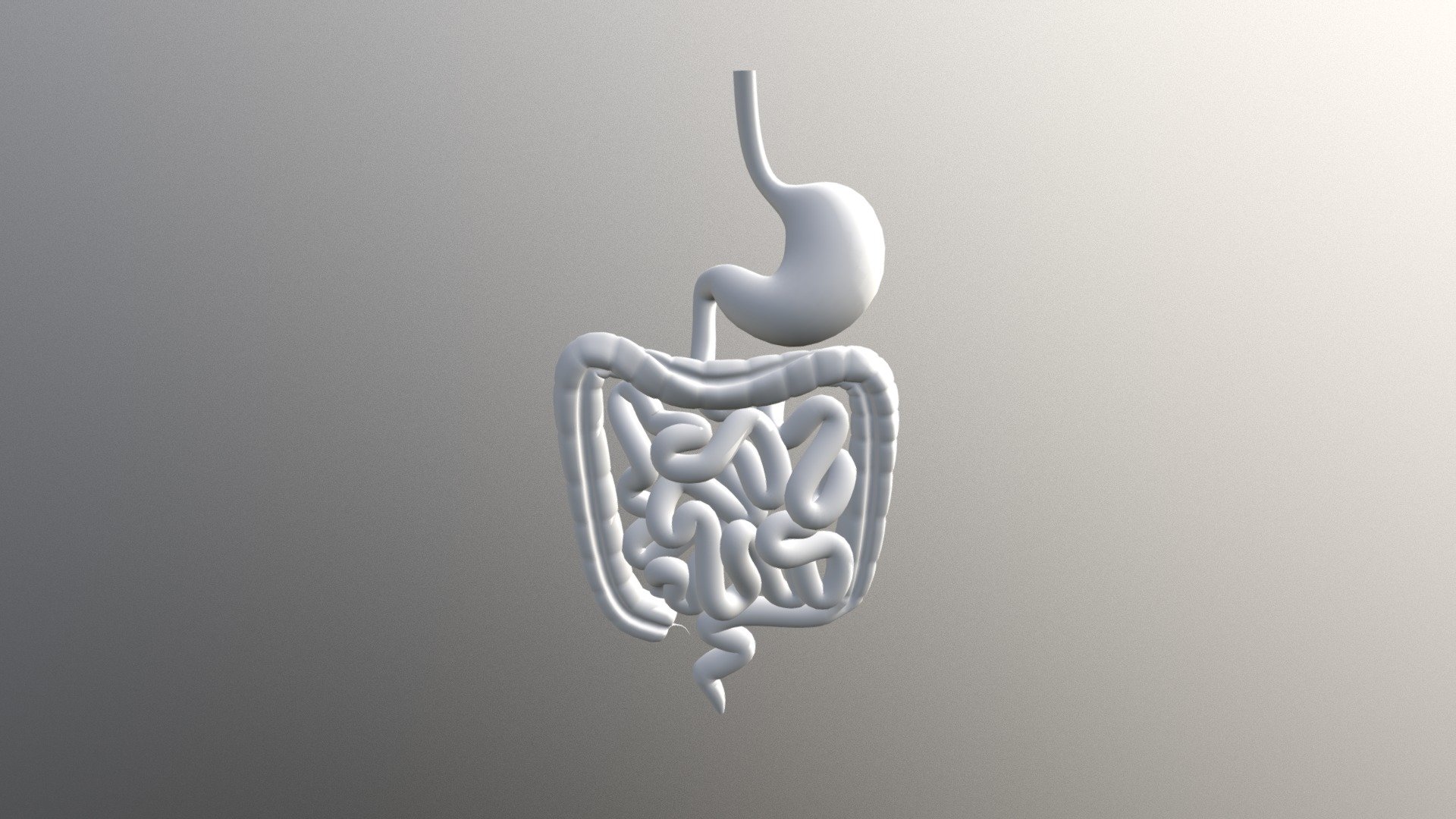 DIGESTIVE - 3D model by assembyl [006a732] - Sketchfab