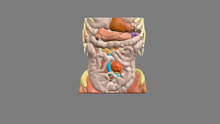 Totalsegmentator 3D models - Sketchfab