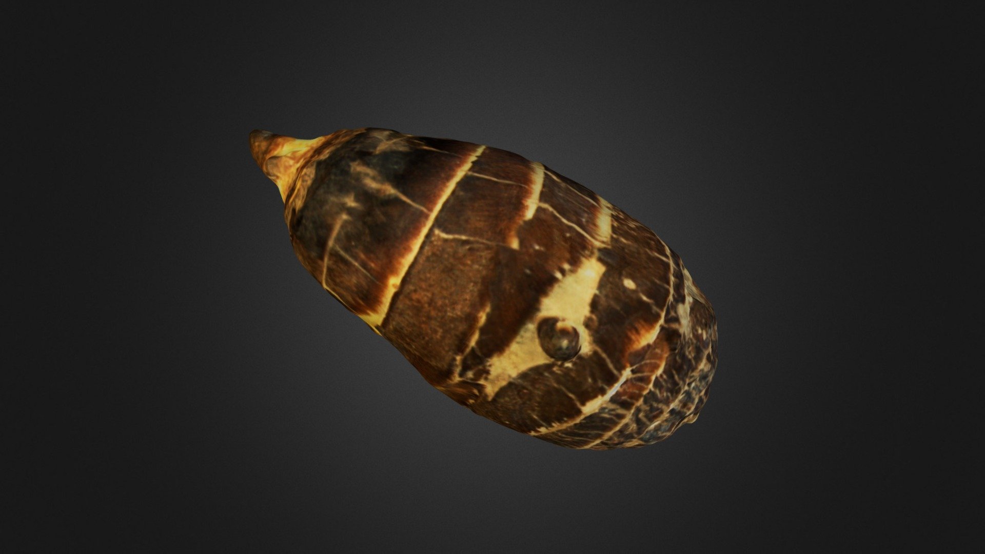 The Taro - 3D model by amazingdesign [0075f5e] - Sketchfab