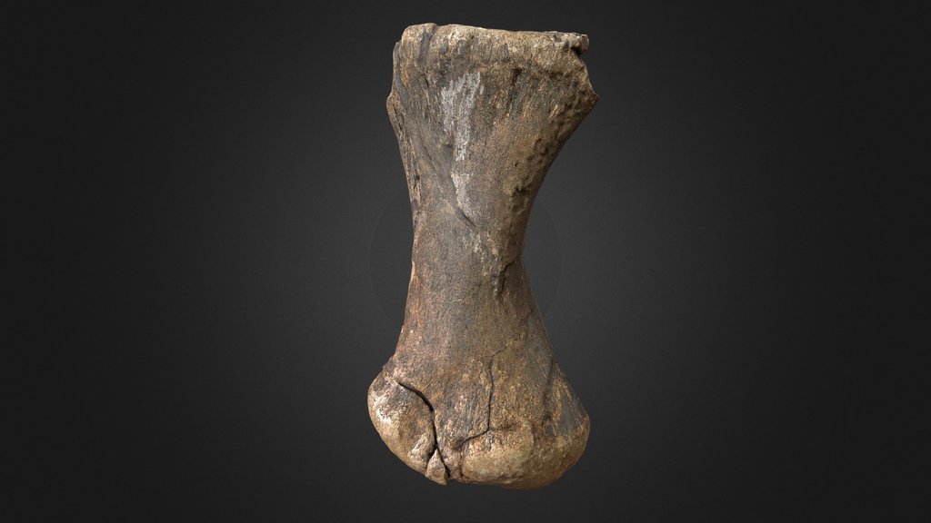 Hadrosaurs - A 3D model collection by drnoto - Sketchfab