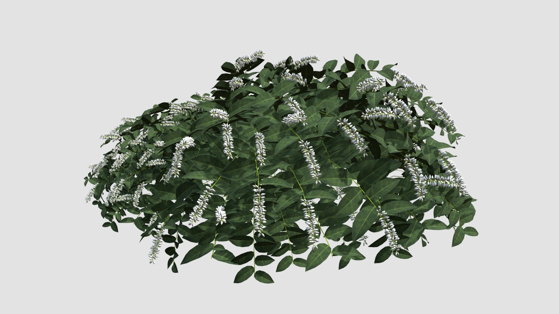 Plant for c4d - Buy Royalty Free 3D model by Evermotion [0076b0a ...