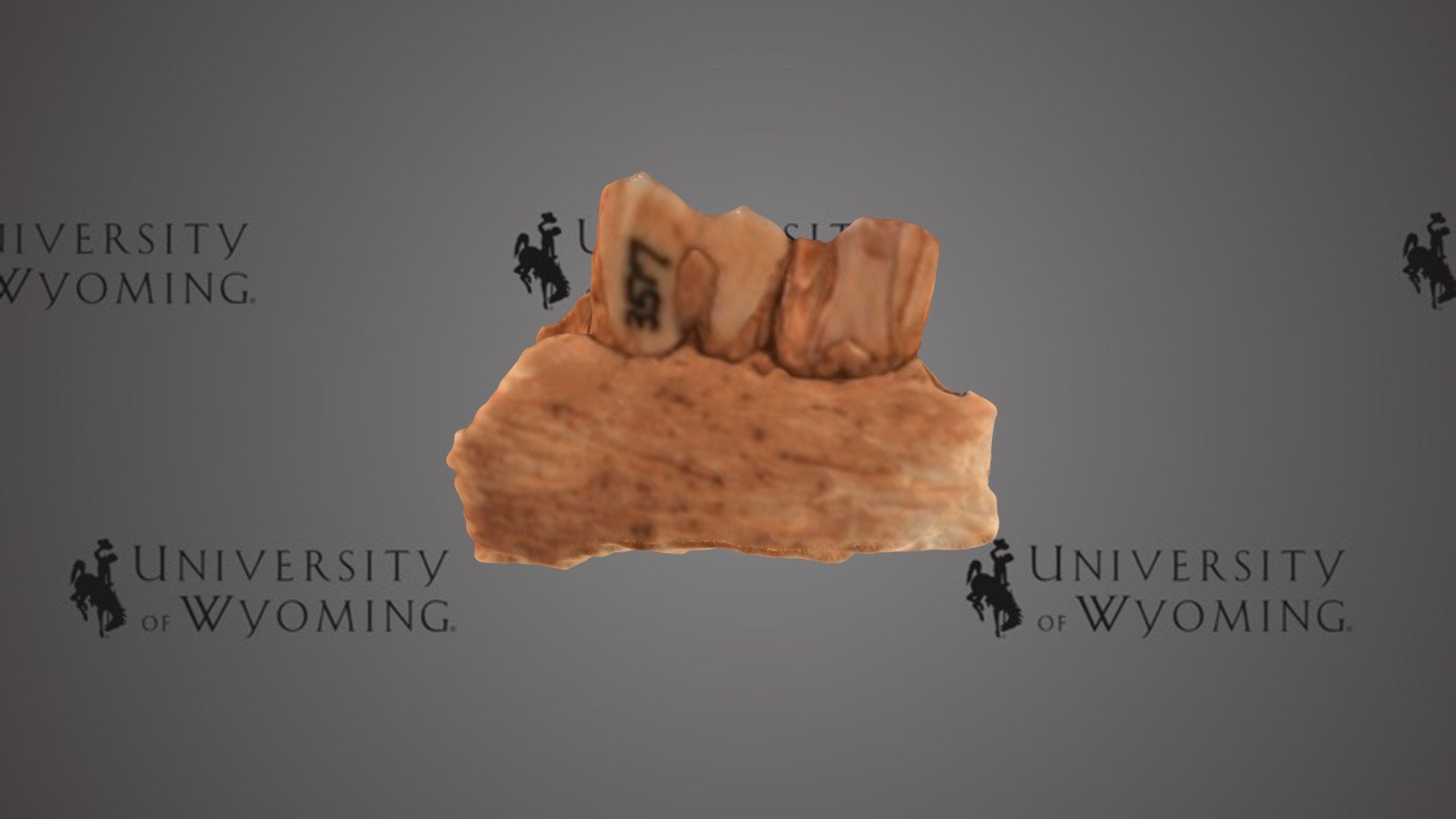 UW 3517 A - Antilocapra americana, Teeth - Download Free 3D model by ...