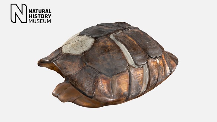 Chelonian 3D models - Sketchfab