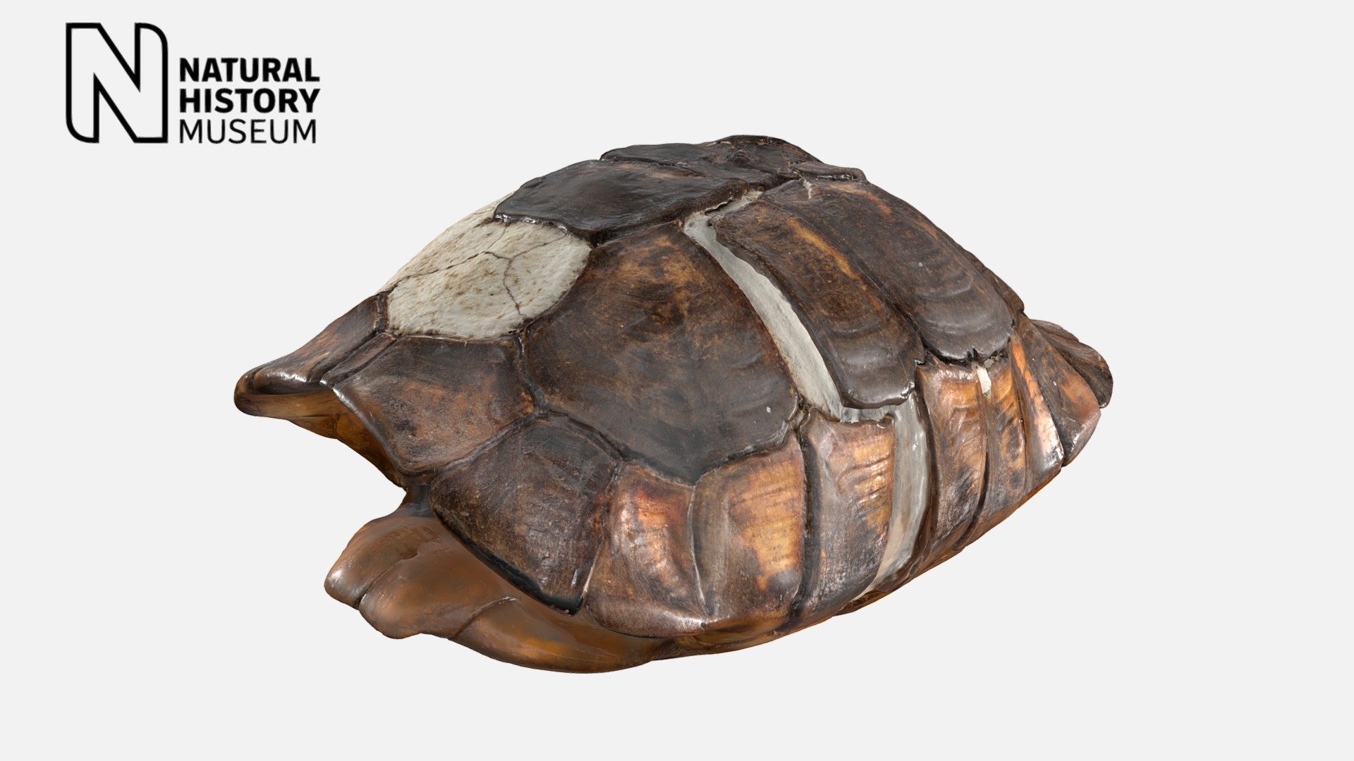 Shell of Timothy the spur-thighed tortoise - Download Free 3D model by ...