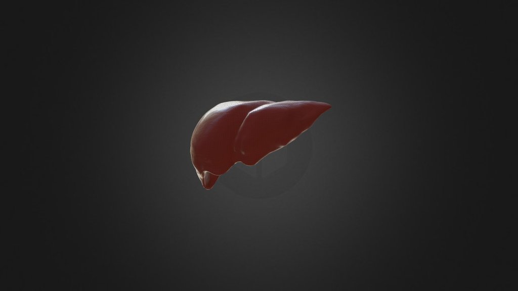 Liver - 3D model by Allison Sugden (@allisonsugden) [0083916] - Sketchfab