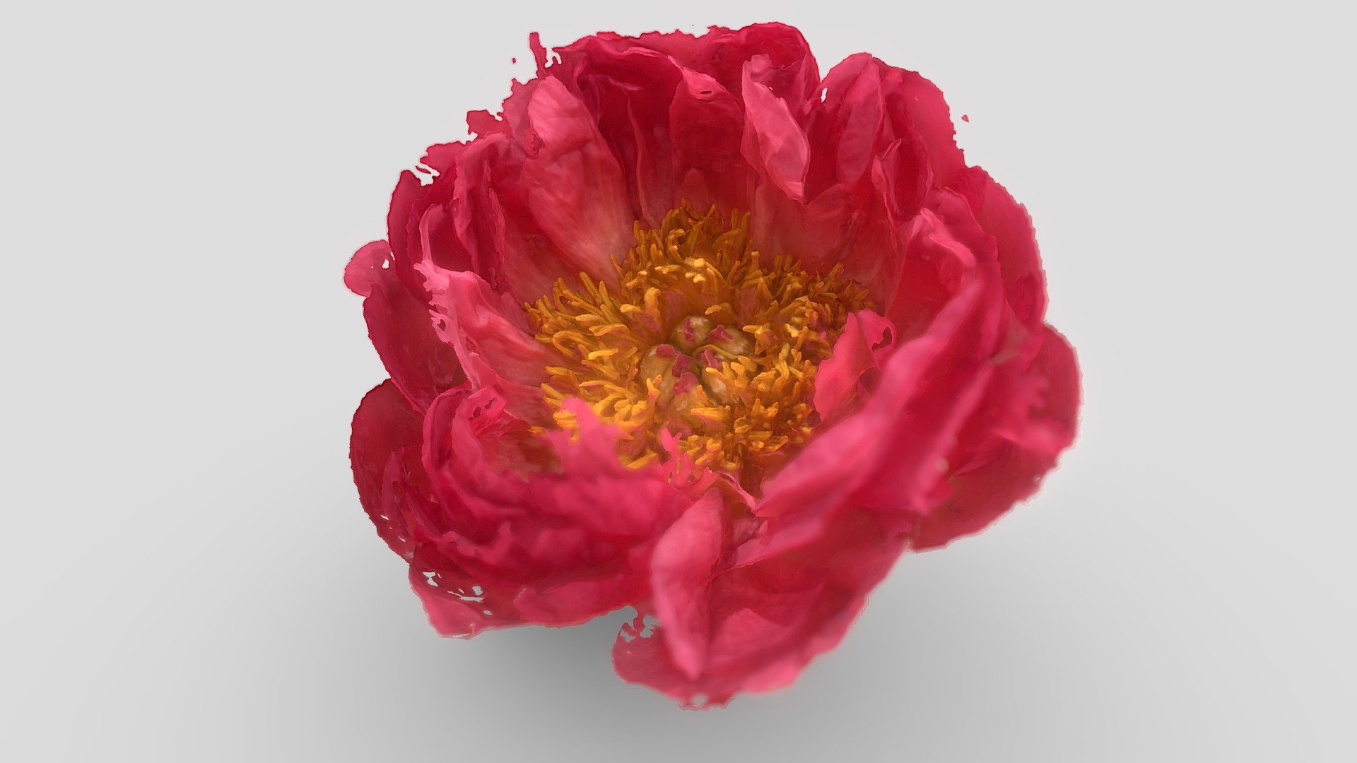 Single Peony Flower - Download Free 3D model by AaronABC [0086ca4 ...