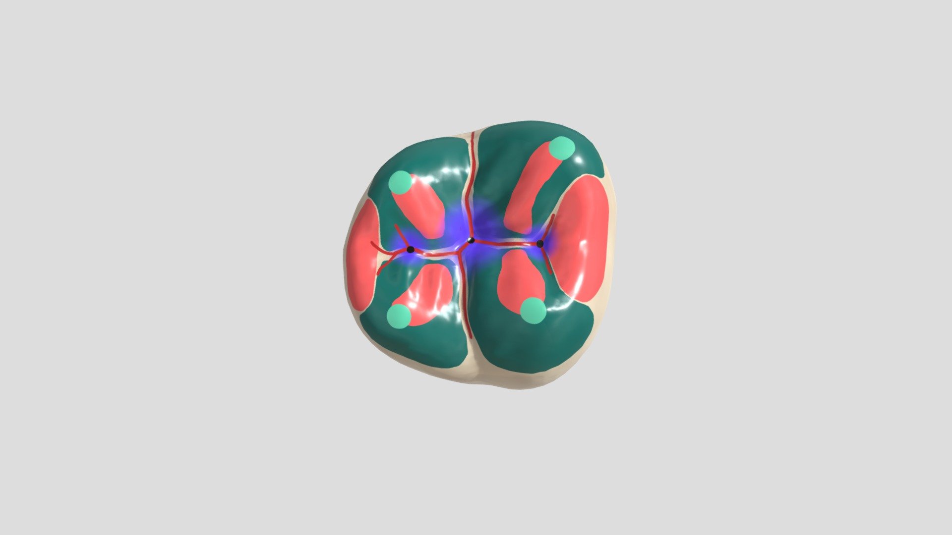 Mandibular second molar anatomy features - 3D model by Virtual Dental ...