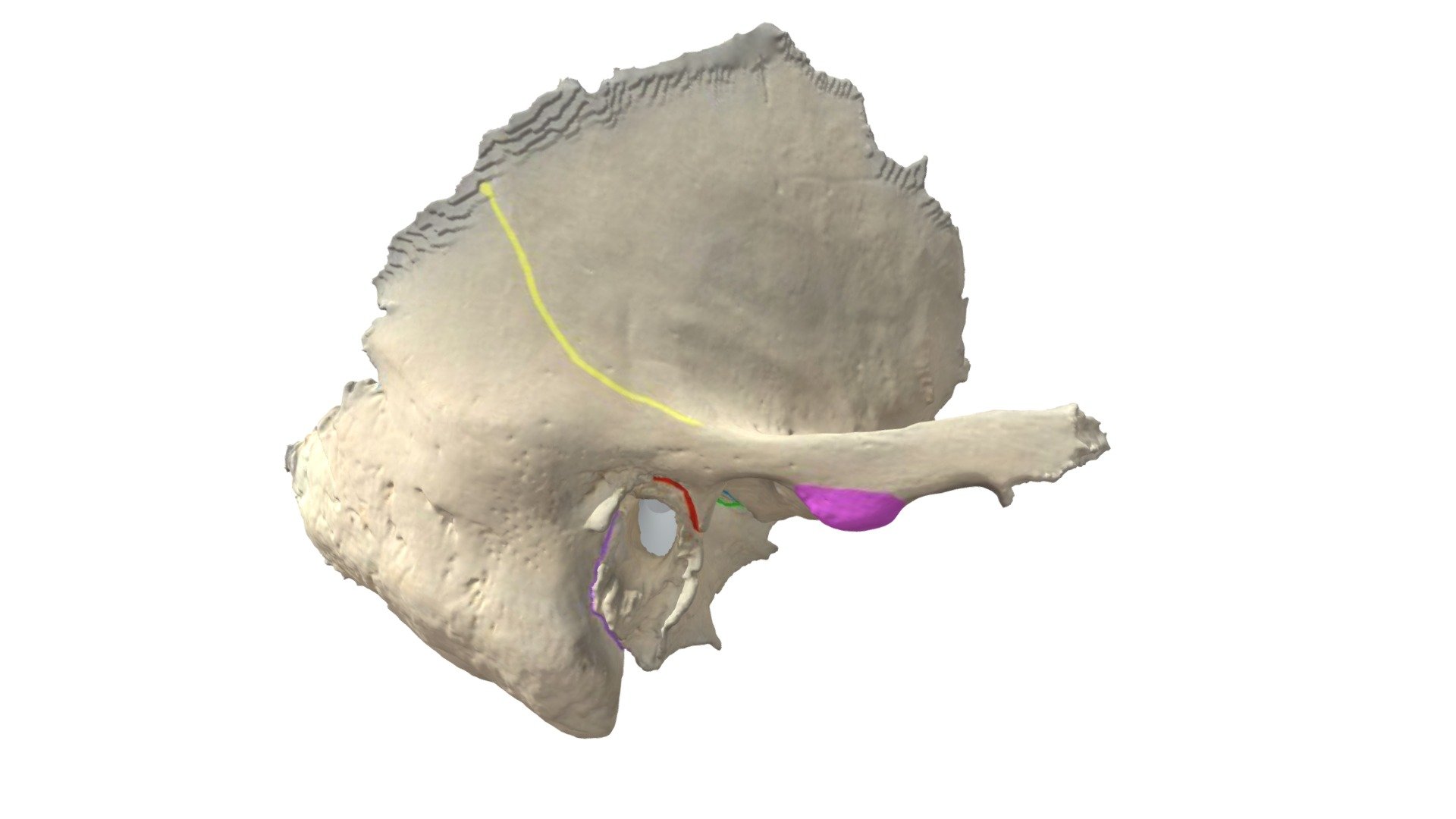 Os Temporale pars squamosa - 3D model by Universiteit Antwerpen ...