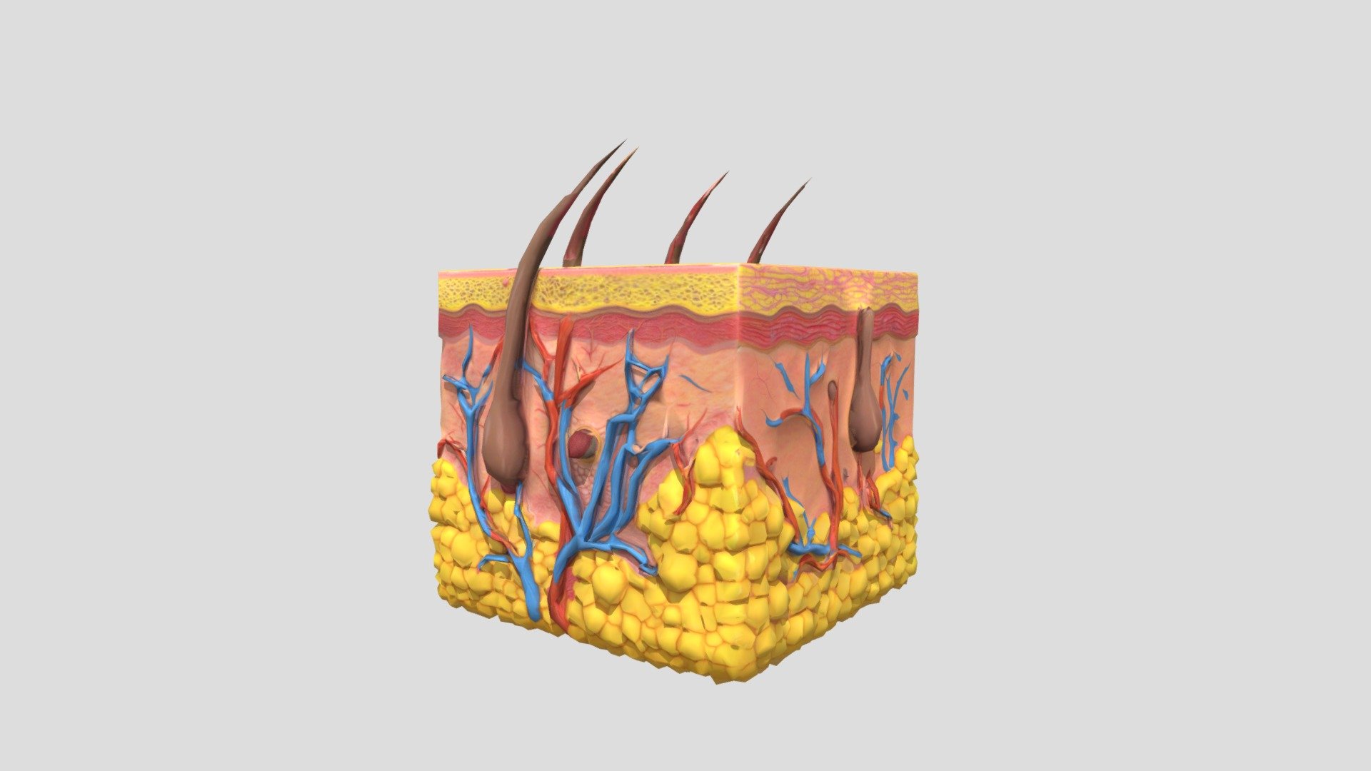 Skin Tissue Model - 3D model by josiah.delossanto.1 [008b23e] - Sketchfab