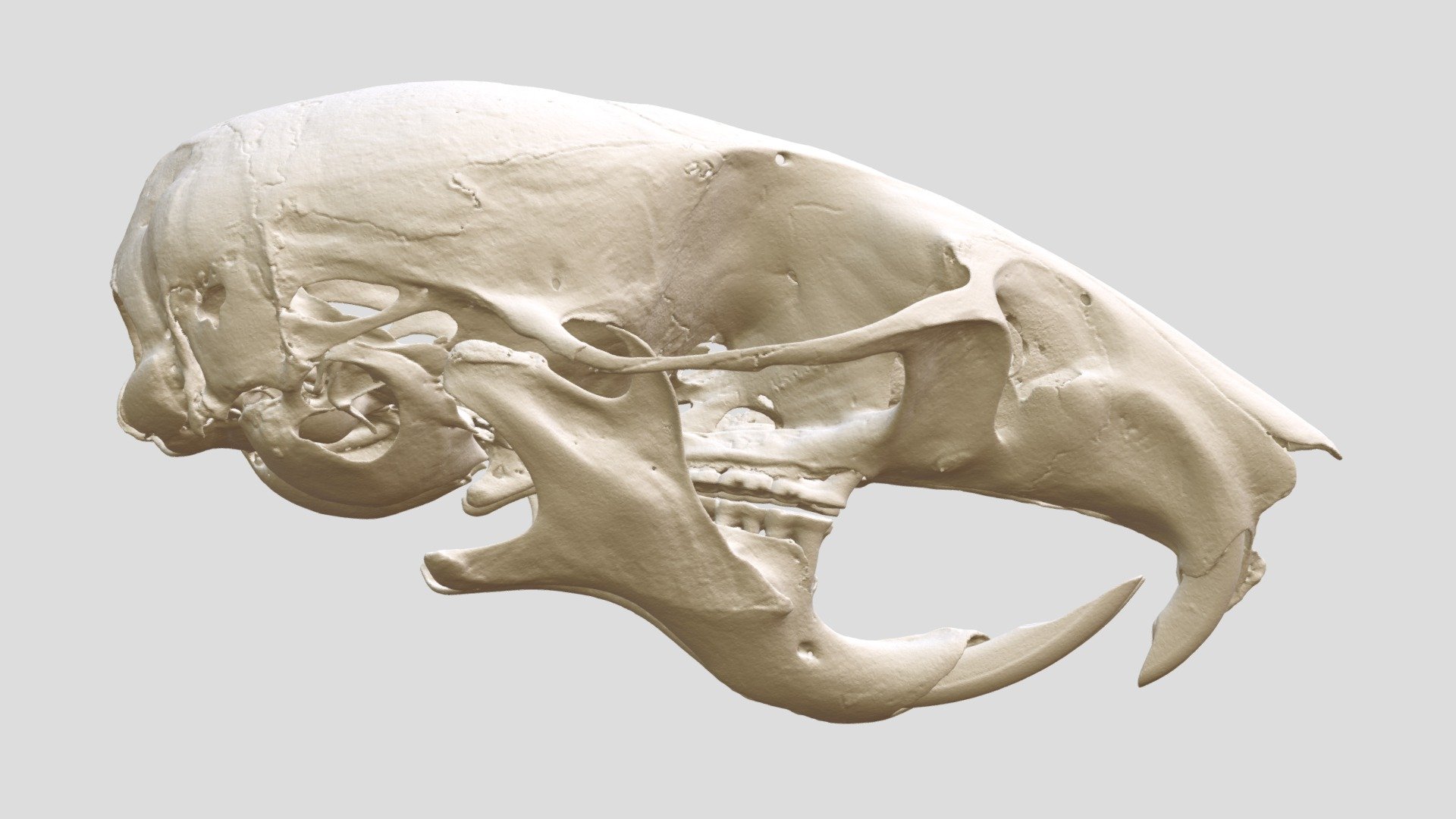 Cricetulus migratorius (MSB:Mamm:216342) - 3D model by Biodiversity ...