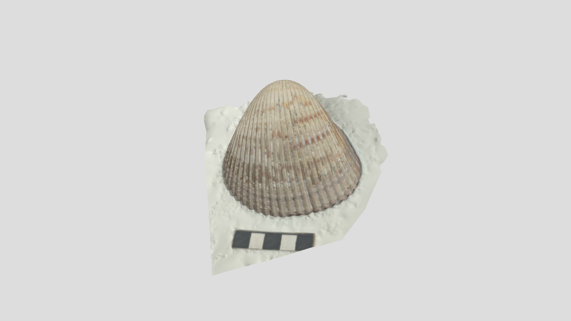 Bivalve Shell - Download Free 3D model by areeder24 [0093866] - Sketchfab