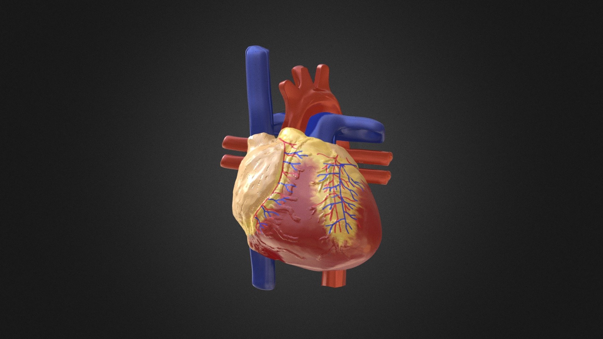 Anatomia de corazón / Heart anatomy - 3D model by Felipe Opazo Gallardo ...